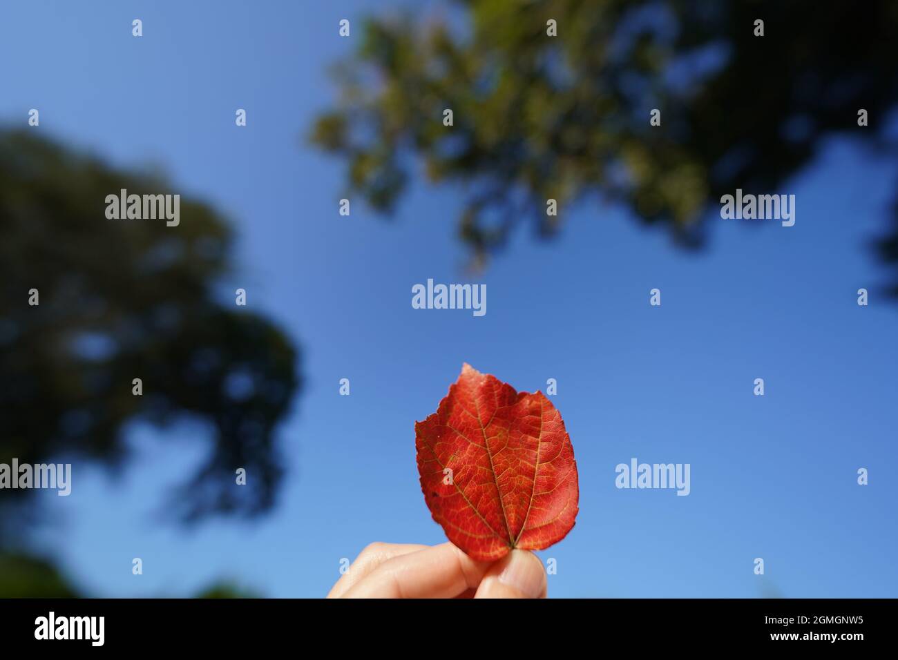 Red leaves early fall Stock Photo - Alamy