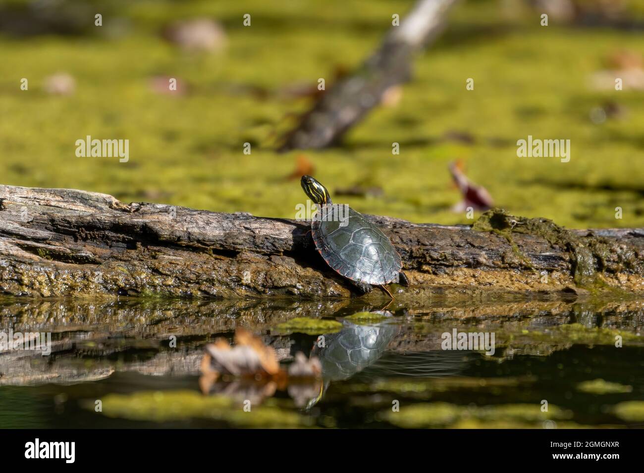 The painted turtle (Chrysemys picta) is the most widespread native ...