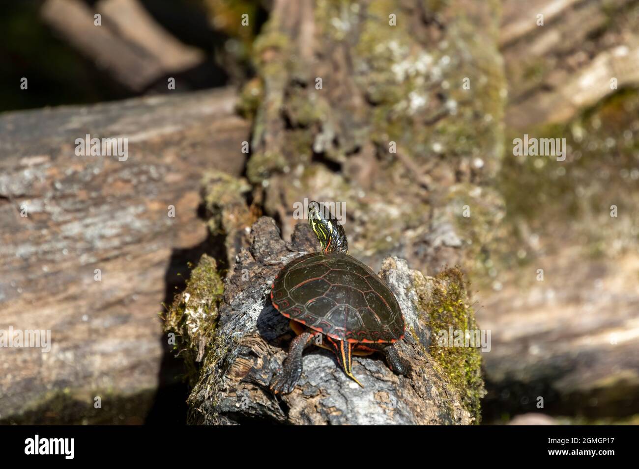 The painted turtle (Chrysemys picta) is the most widespread native ...