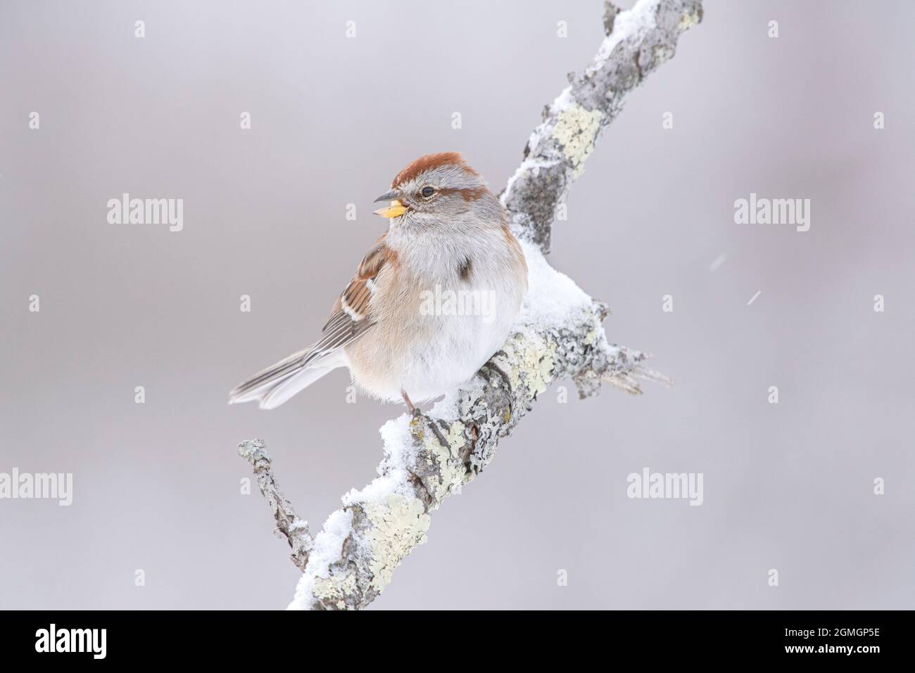 American Tree Sparrow on winter perch Stock Photo - Alamy