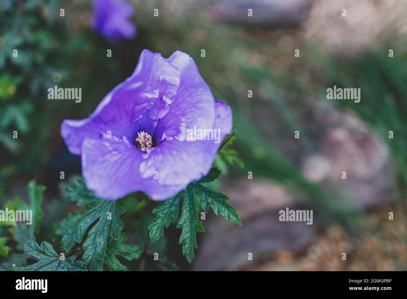 native Australian hibiscus plant with purple flower outdoor in ...