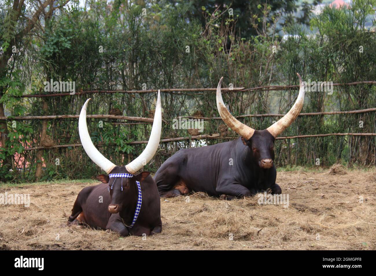 Nyanza, Rwanda. 17th Sep, 2021. Rwandan traditional cows, or Inyambo ...