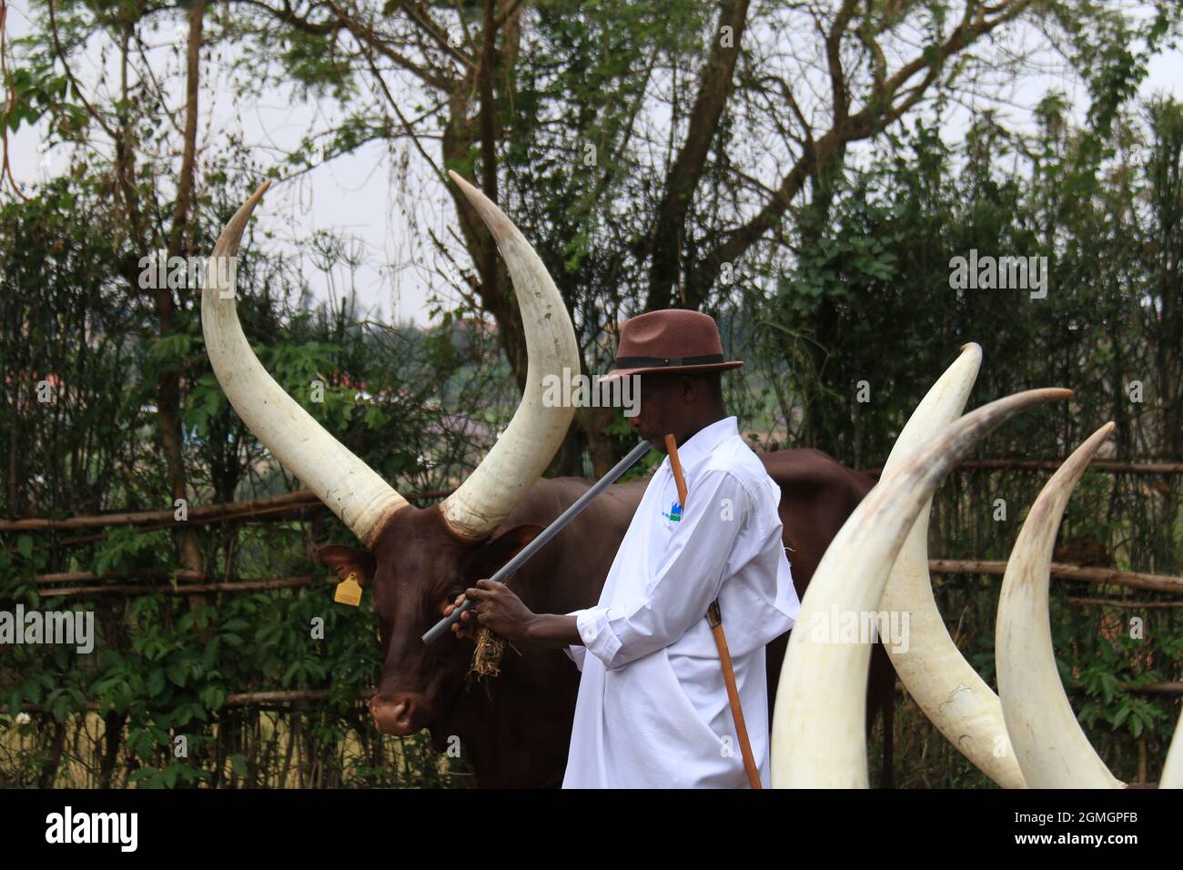 Inyambo cow hi-res stock photography and images - Alamy
