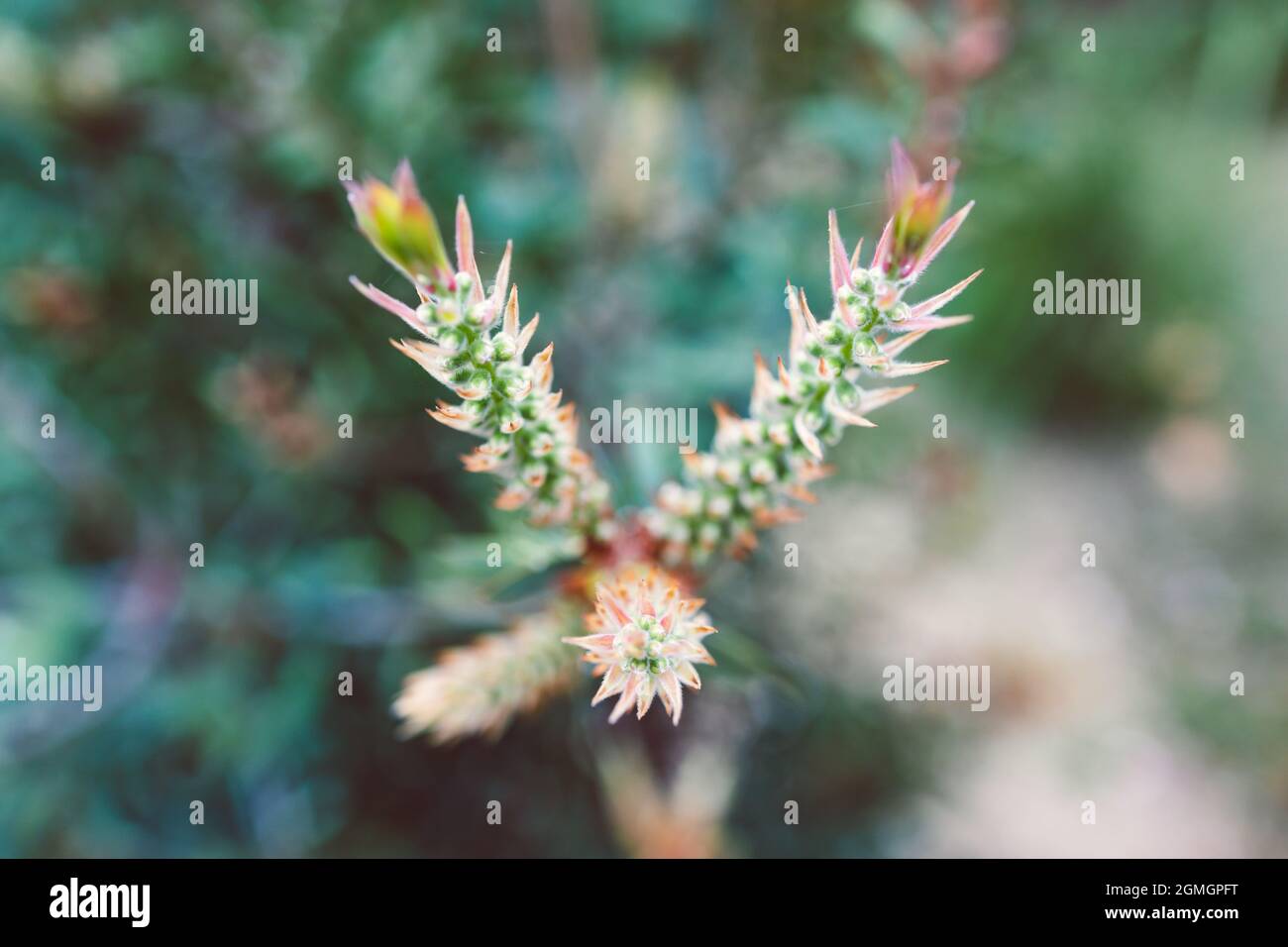 native Australian callistemon plant with flower buds outdoor in ...