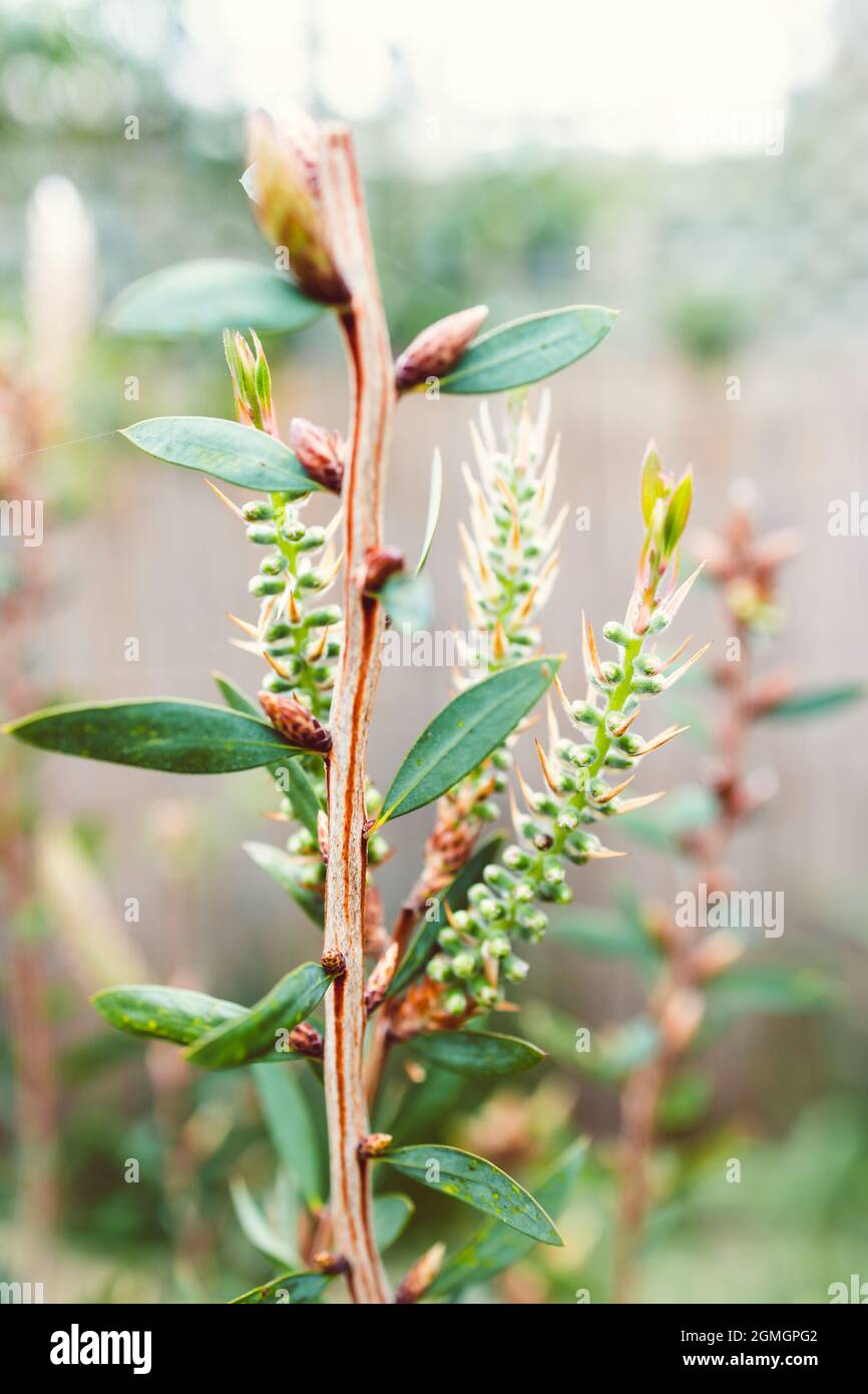 native Australian callistemon plant with flower buds outdoor in ...
