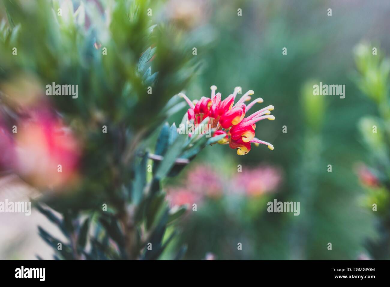native Australian grevillea firecracker plant outdoor in beautiful ...