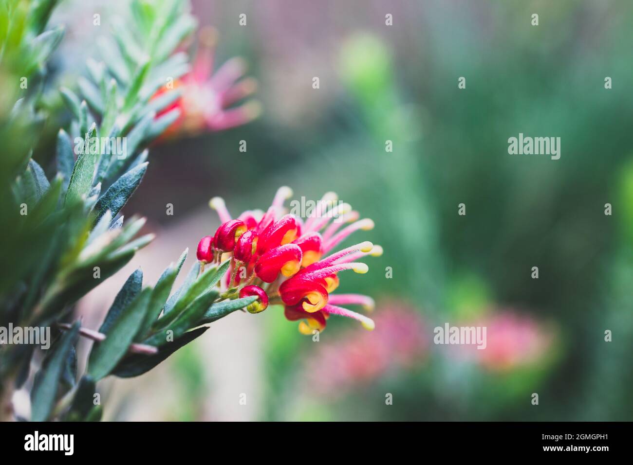 native Australian grevillea firecracker plant outdoor in beautiful ...