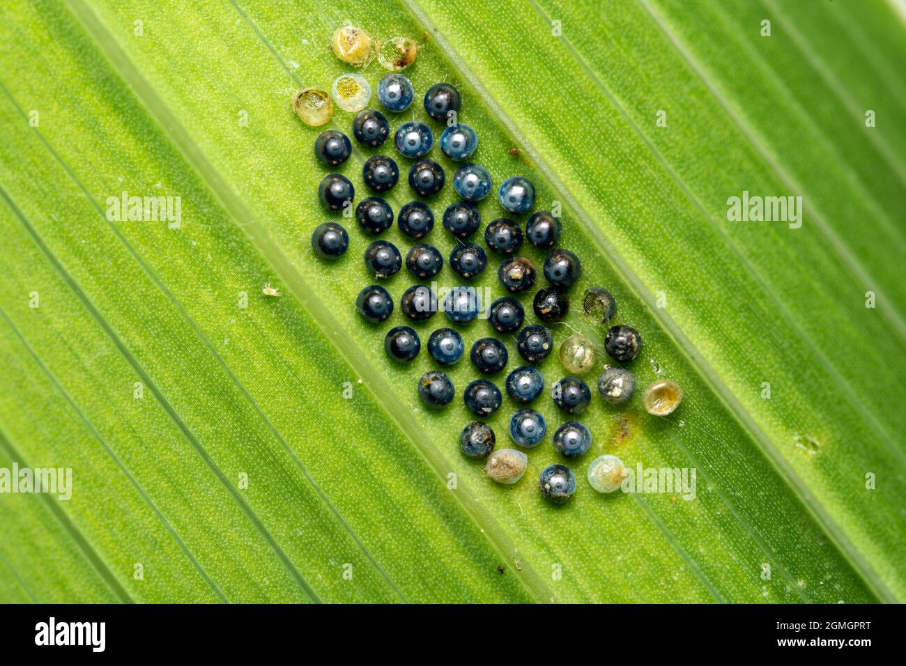 A bunsh of blue insect eggs on the underside of a green leaf Stock ...