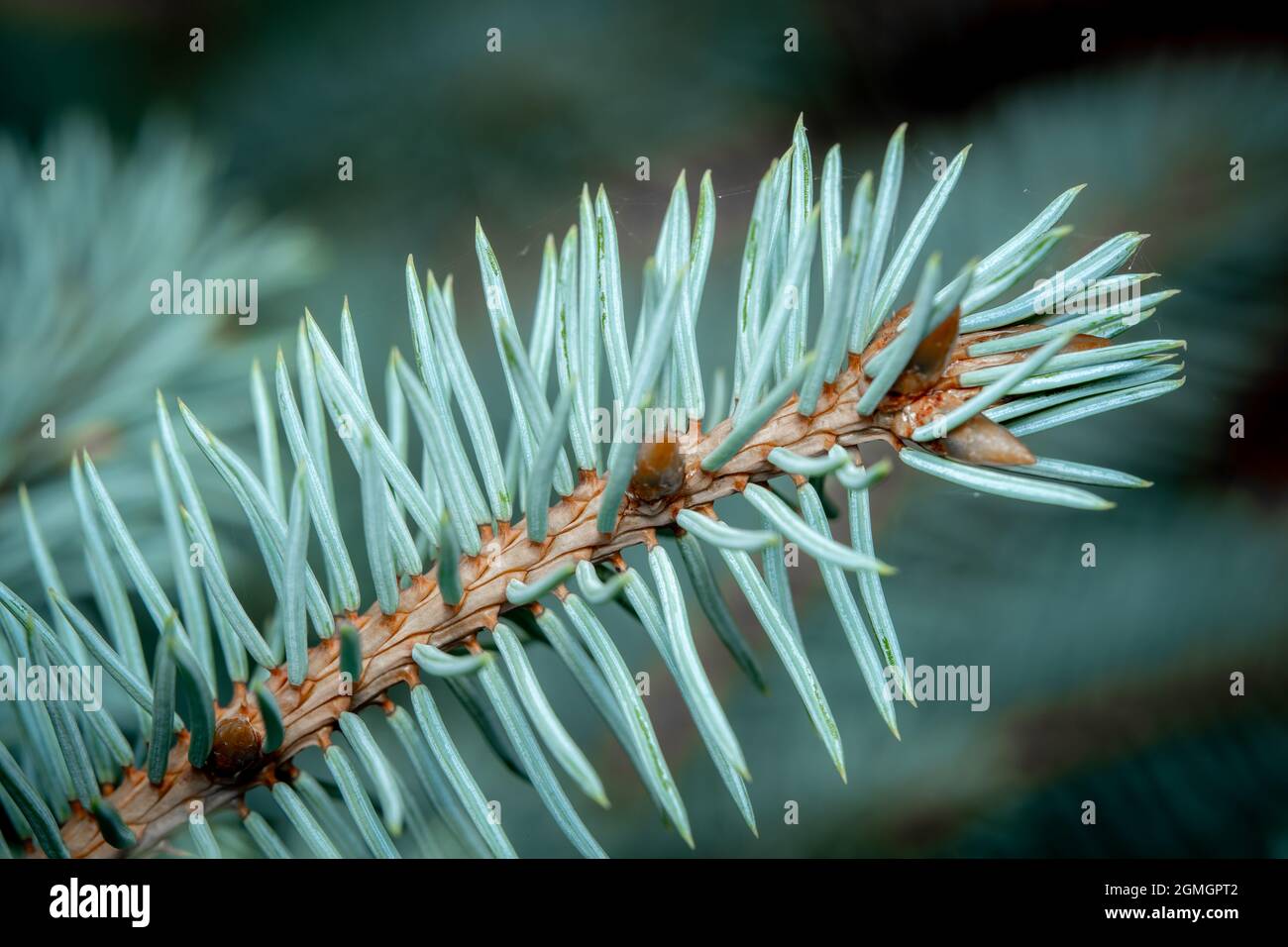 A close-up photo of a blue spruce branch tip Stock Photo - Alamy