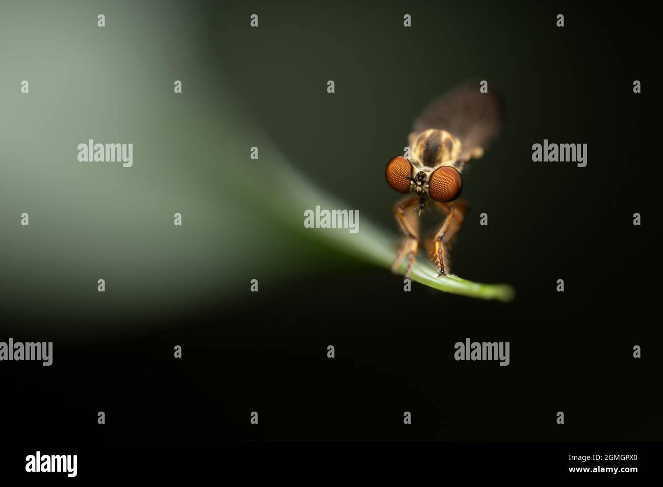 The Holcocephala fusca is a Species of Robber Fly against a dark ...