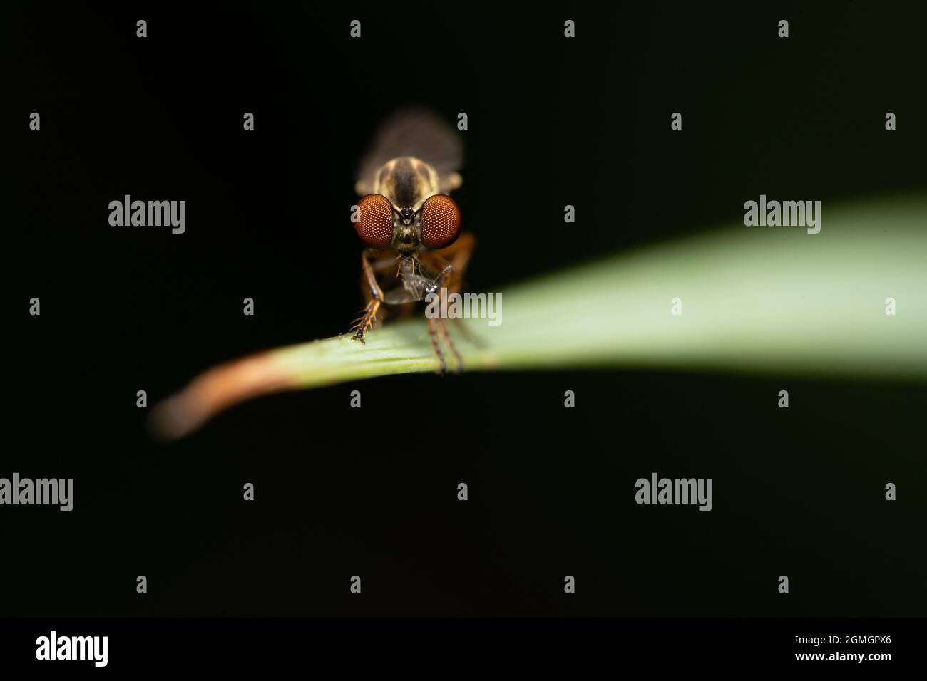 A Holcocephala fusca Or Robber Fly with a small insect in its jaws ...