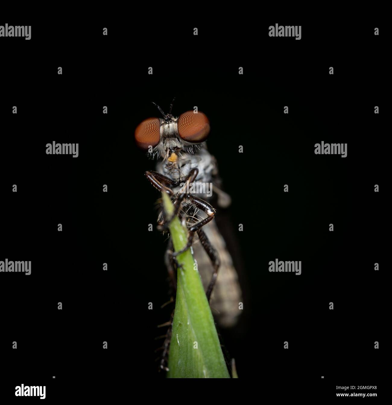 The Holcocephala fusca is a Species of Robber Fly against a dark ...