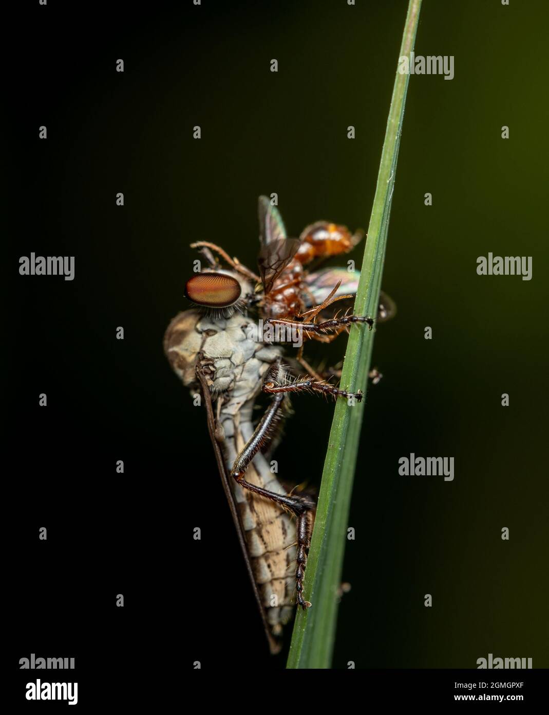 A Holcocephala fusca Or Robber Fly with a small insect in its jaws ...