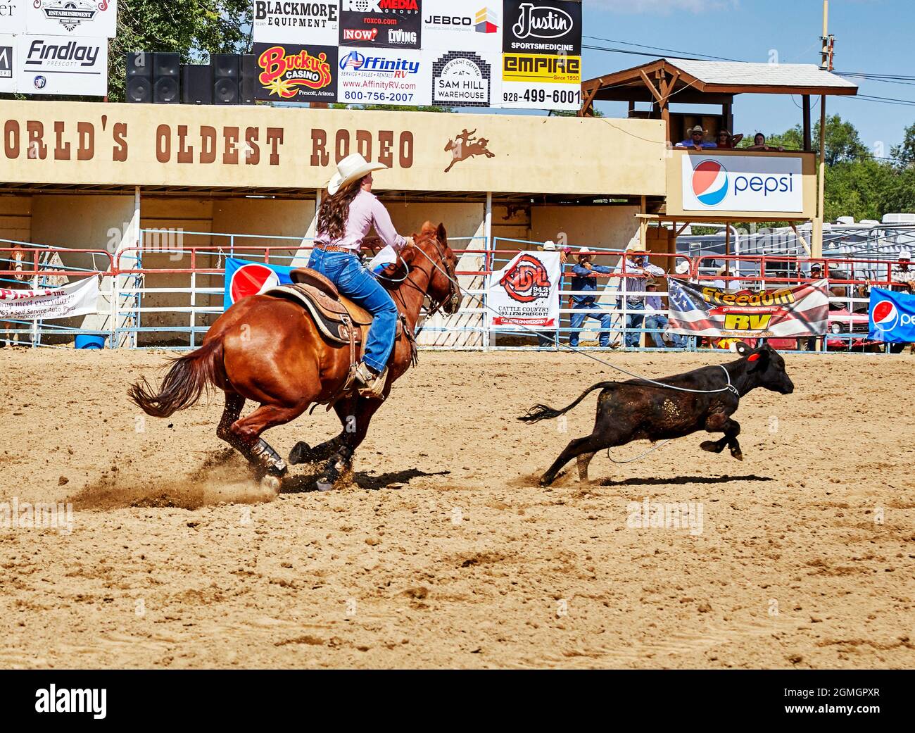 Prescott, Arizona, USA - September 12, 2021: Cowgirl roping a calf at ...