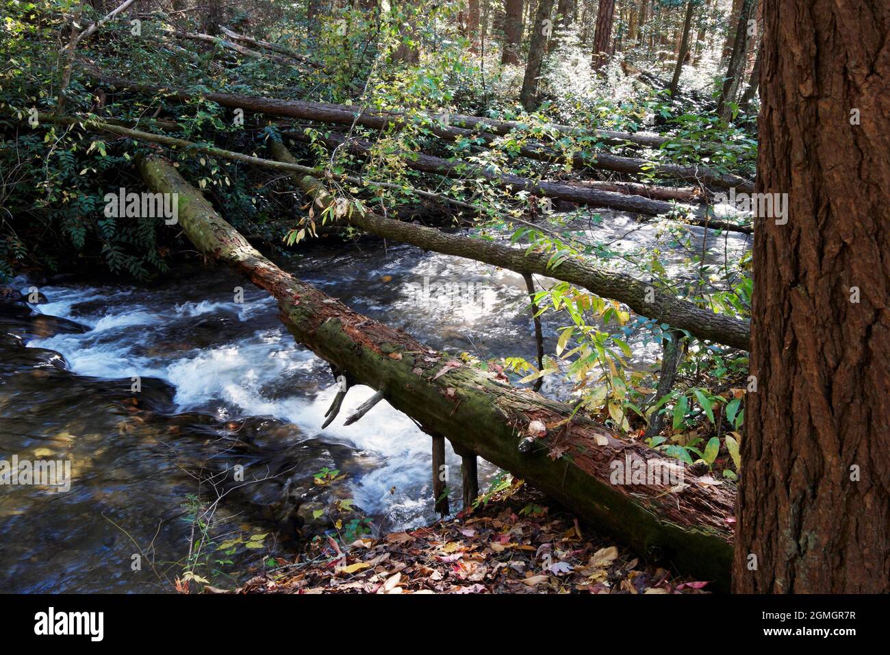 Fallen trees across creek in autumn Stock Photo - Alamy