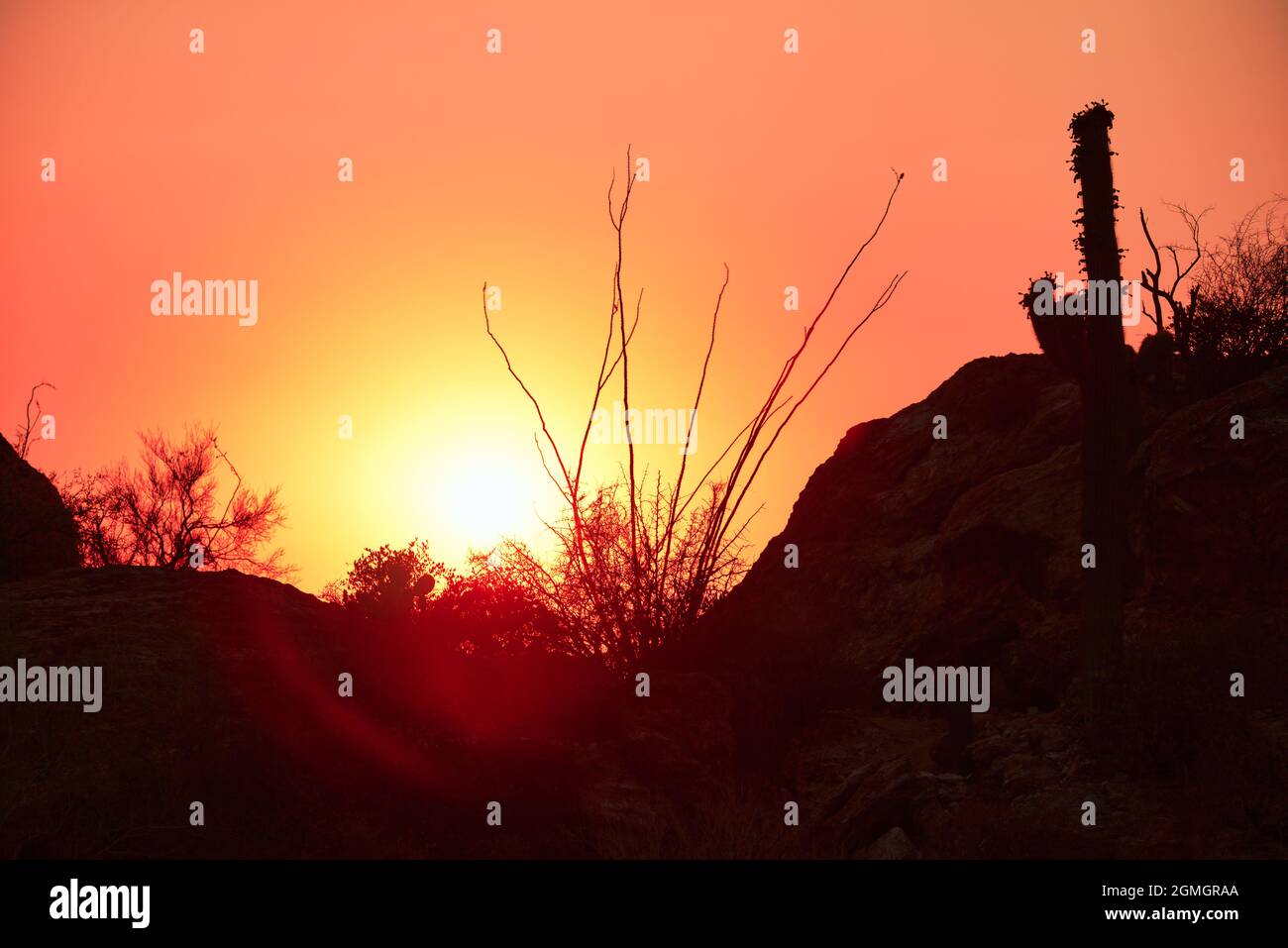 Fire red sky over Saguaros and desert plants during wildfire season ...