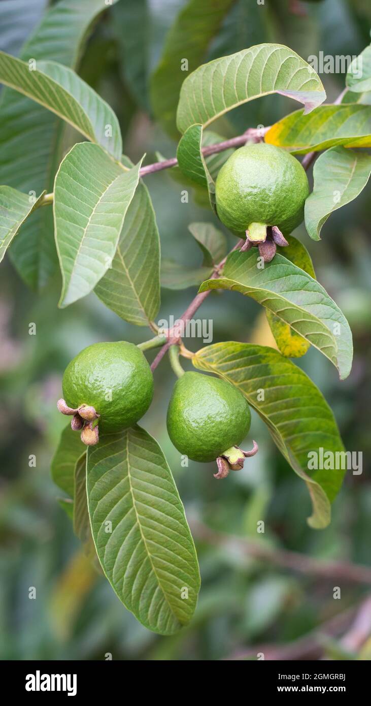 guava fruit on the tree branch, common tropical fruit closeup view in ...