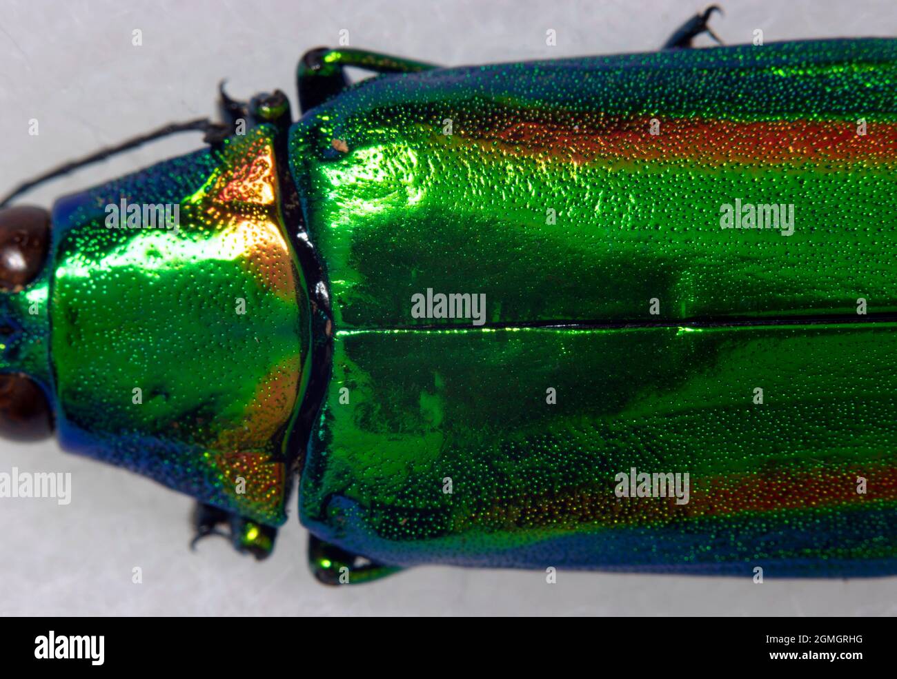 Jewel beetle with white background hi-res stock photography and images ...