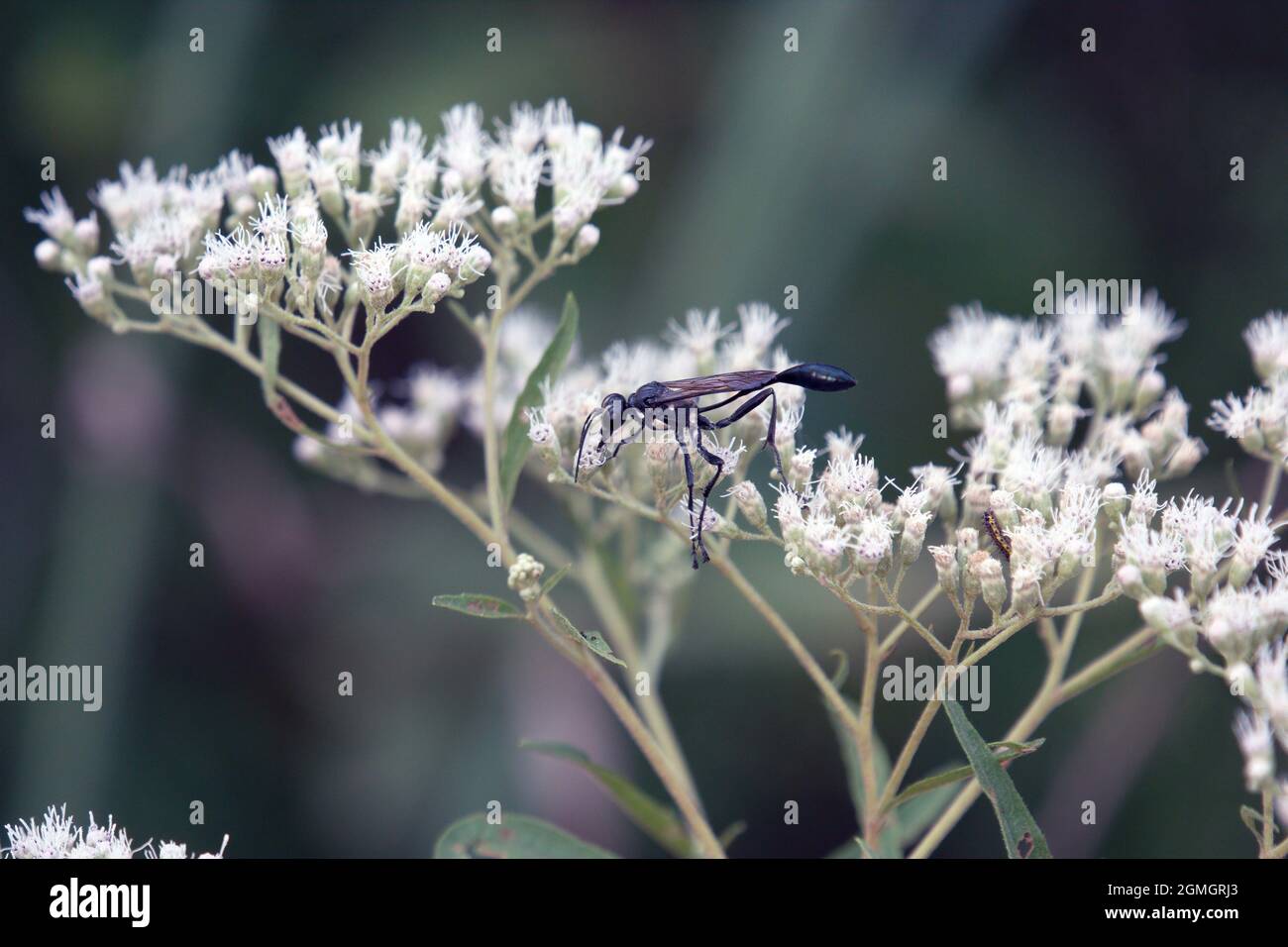 Common thread waisted wasp hi-res stock photography and images - Alamy