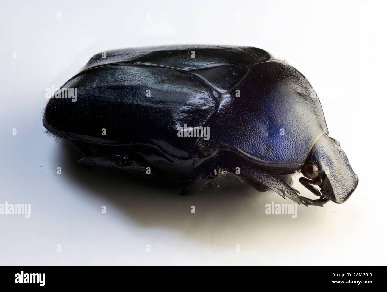 Blue scarab beetle hi-res stock photography and images - Alamy