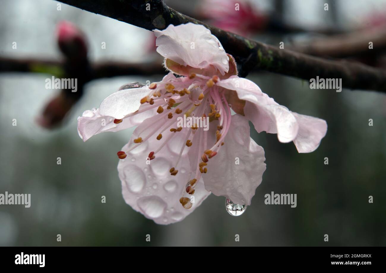 Peach white flower hi-res stock photography and images - Alamy