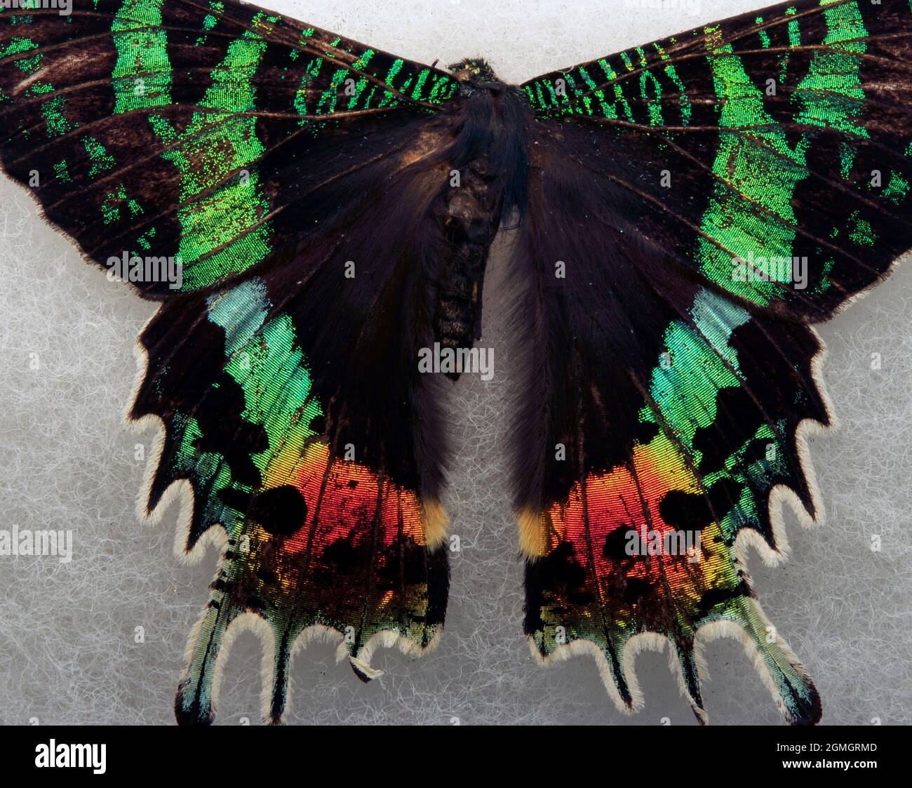 macro madagascan sunset moth Chrysiridia rhipheus Stock Photo - Alamy