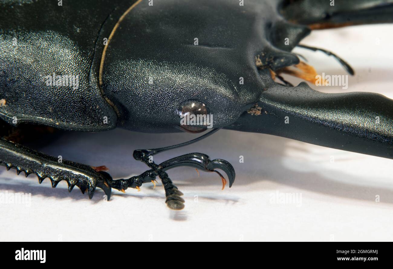 Macro large black beetle head Dorcus alcides Stock Photo - Alamy