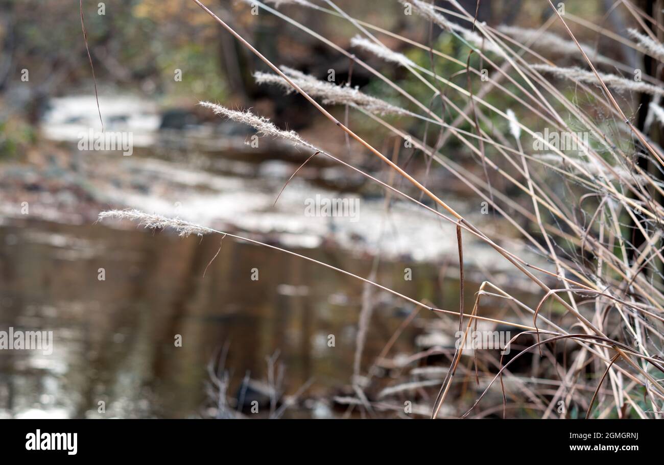 Long white stems hi-res stock photography and images - Alamy