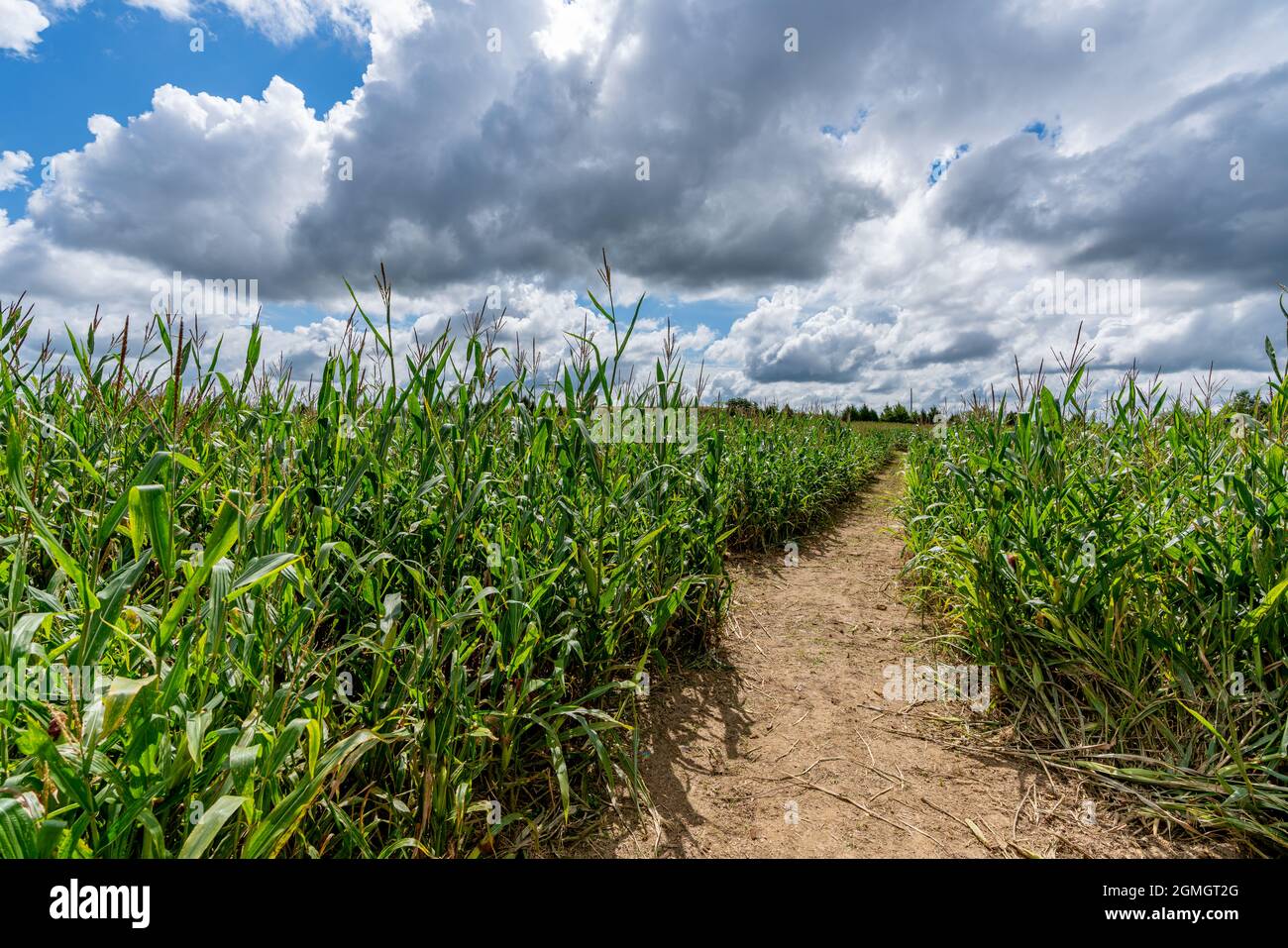 A path for a maze is cut out of a corn field with a blue sky filled ...