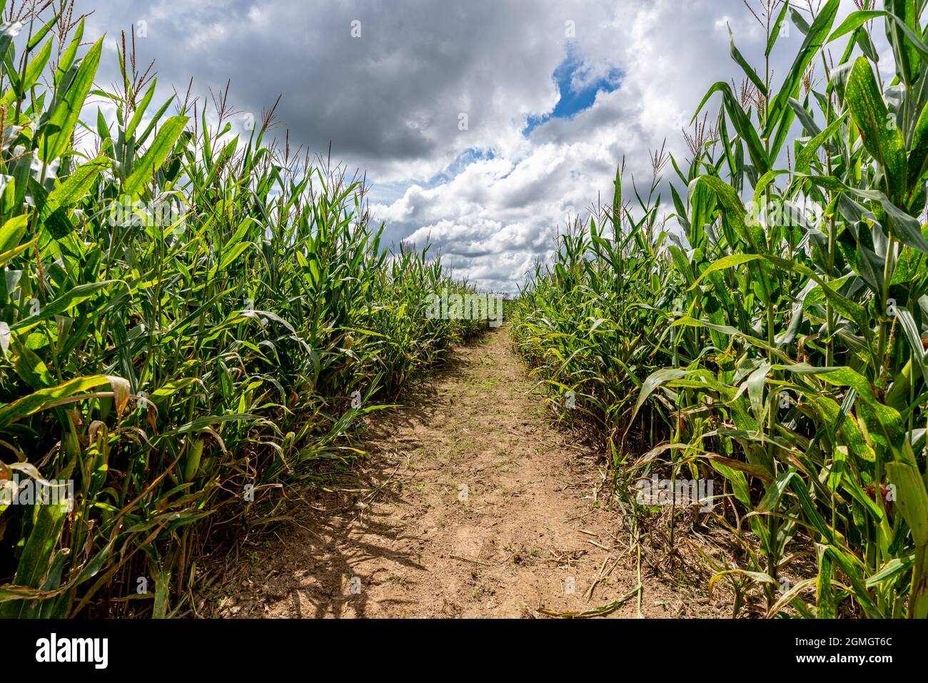 A path for a maze is cut out of a corn field with a blue sky filled ...