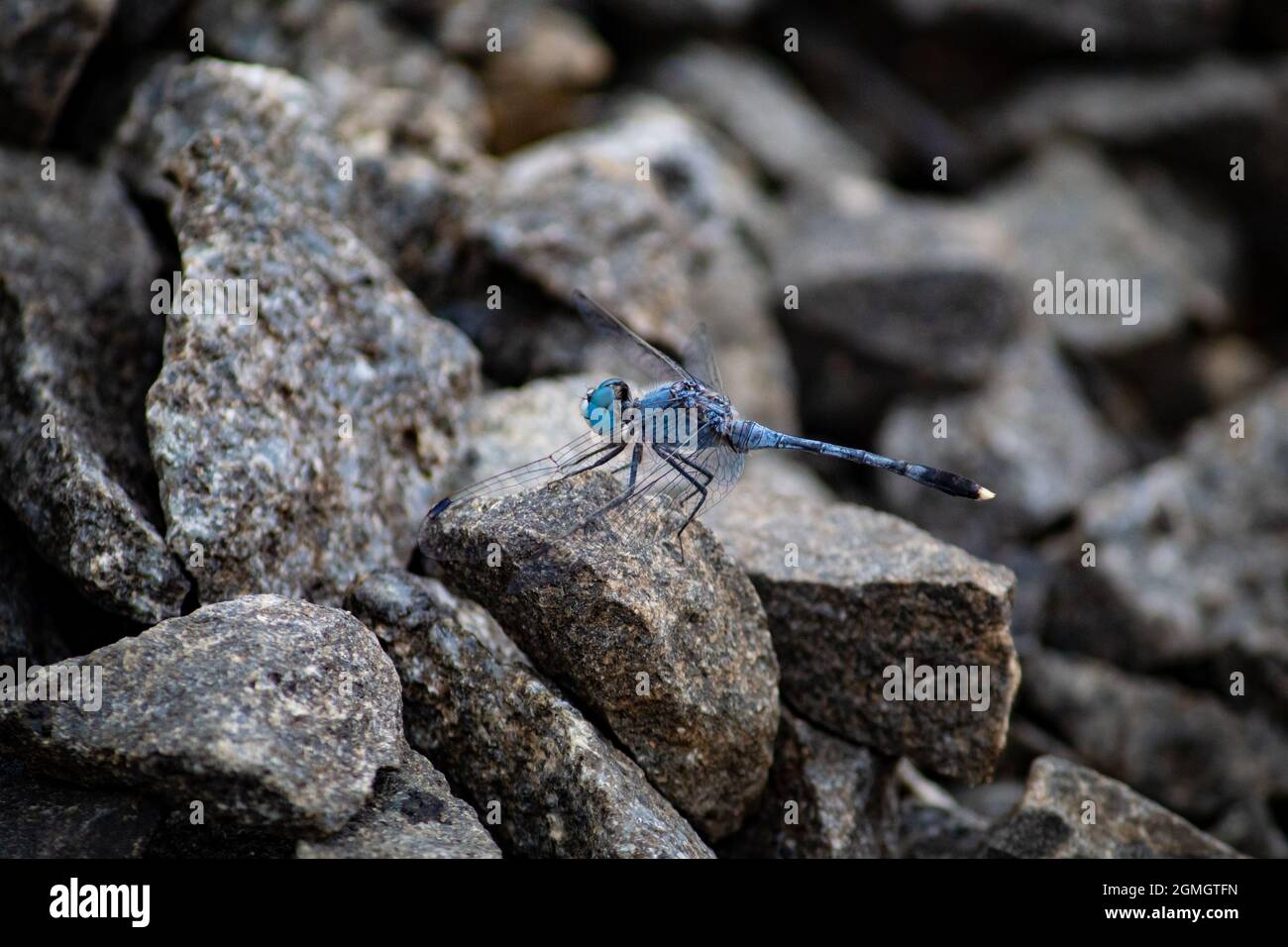 Dragonfly animal hi-res stock photography and images - Alamy
