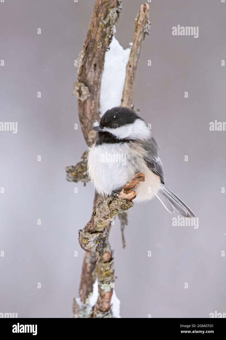 Woodland bird species hi-res stock photography and images - Alamy