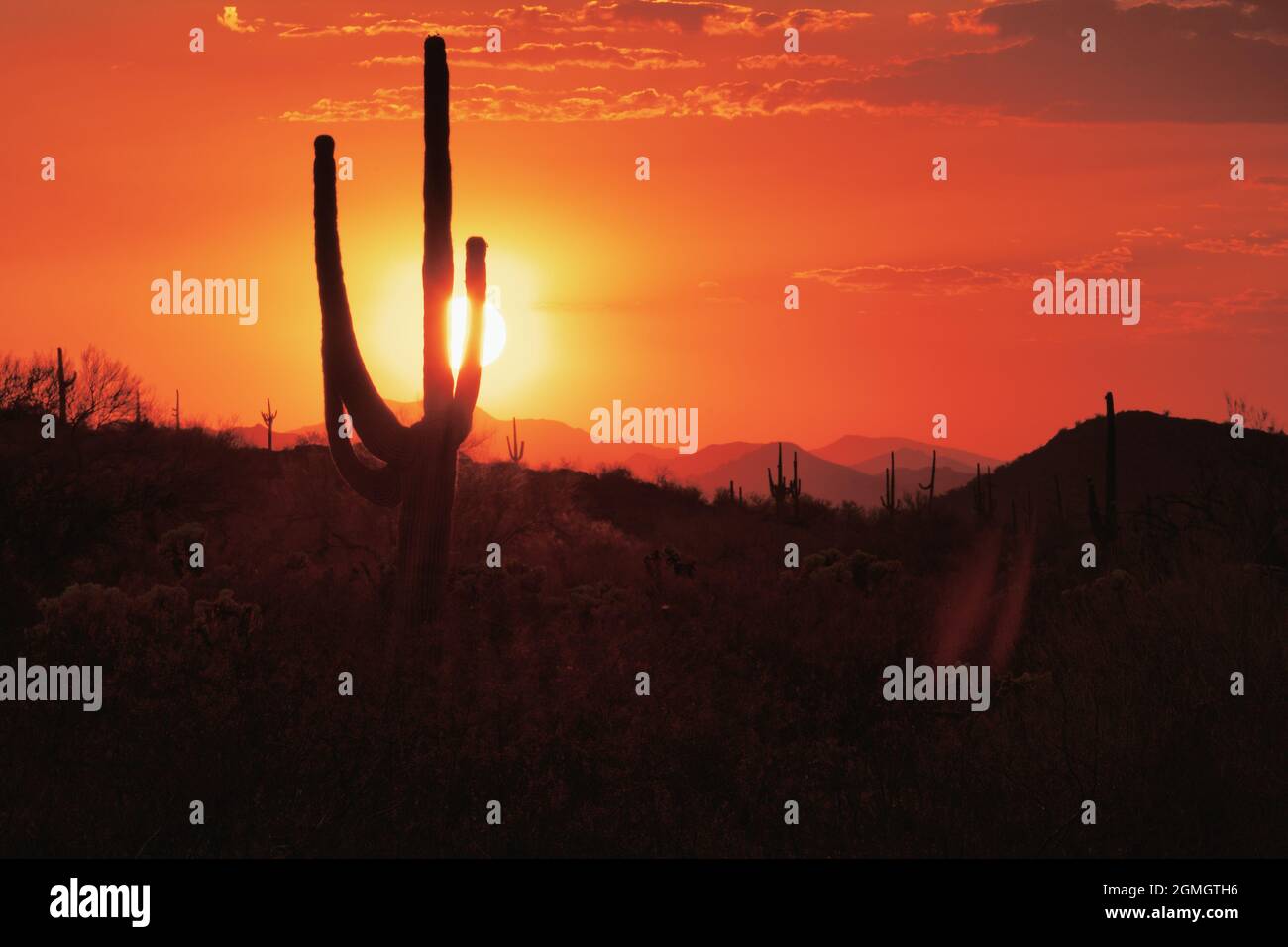 Fire red sky over Saguaros and during wildfire season in Arizona Stock ...