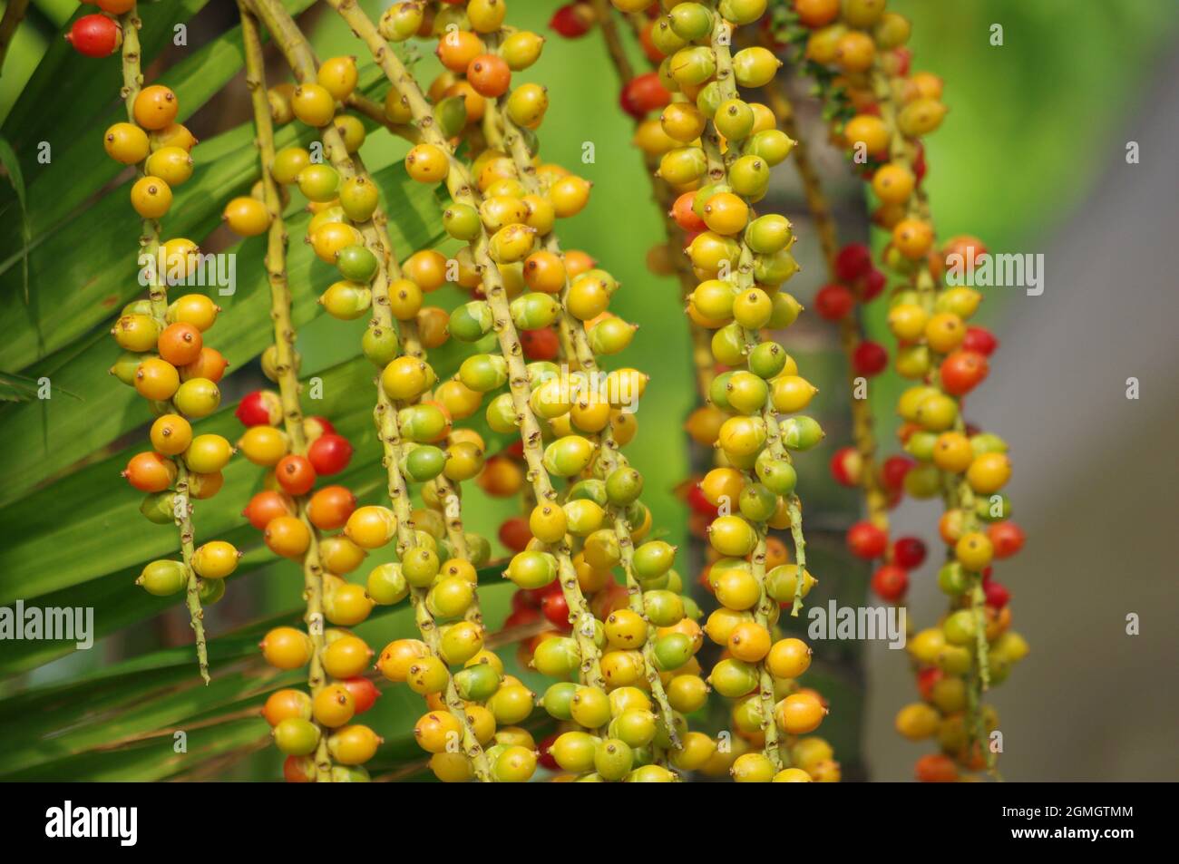 Carpentaria palm tree hi-res stock photography and images - Alamy