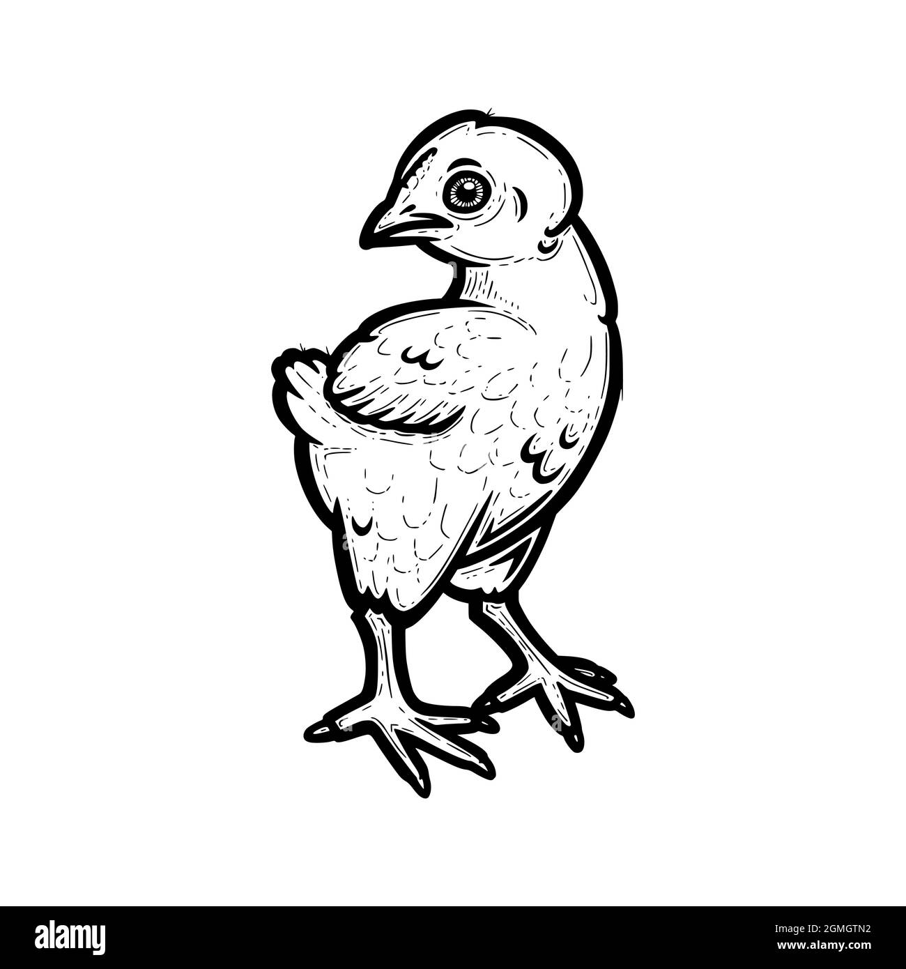 Realistic chicken outlined in white background. Free grazing chick in ...