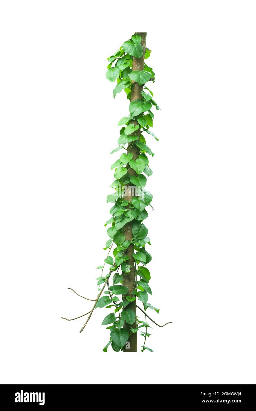 Tropical rainforest tree creeper Cut Out Stock Images & Pictures - Alamy