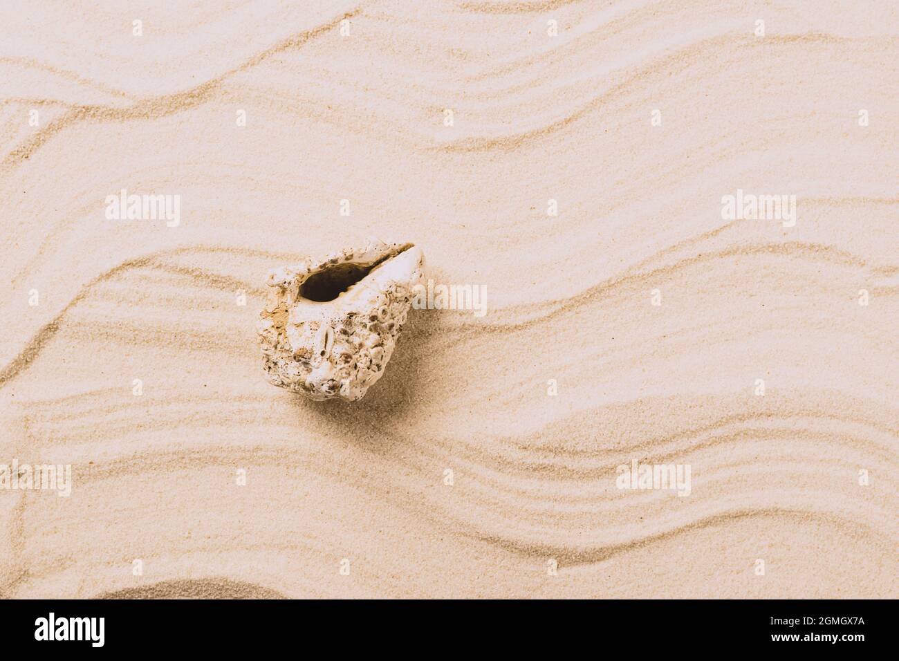 Sea exotic seashells molluscs seashells white beach sand. Summer ...