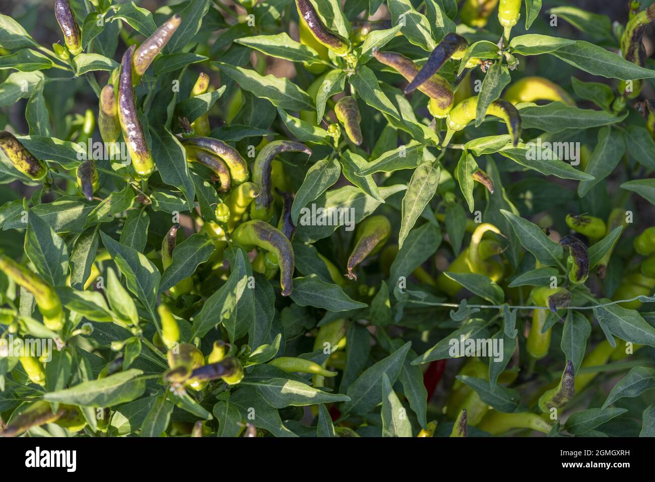 A top view of chili pepper plant under sunlight Stock Photo - Alamy