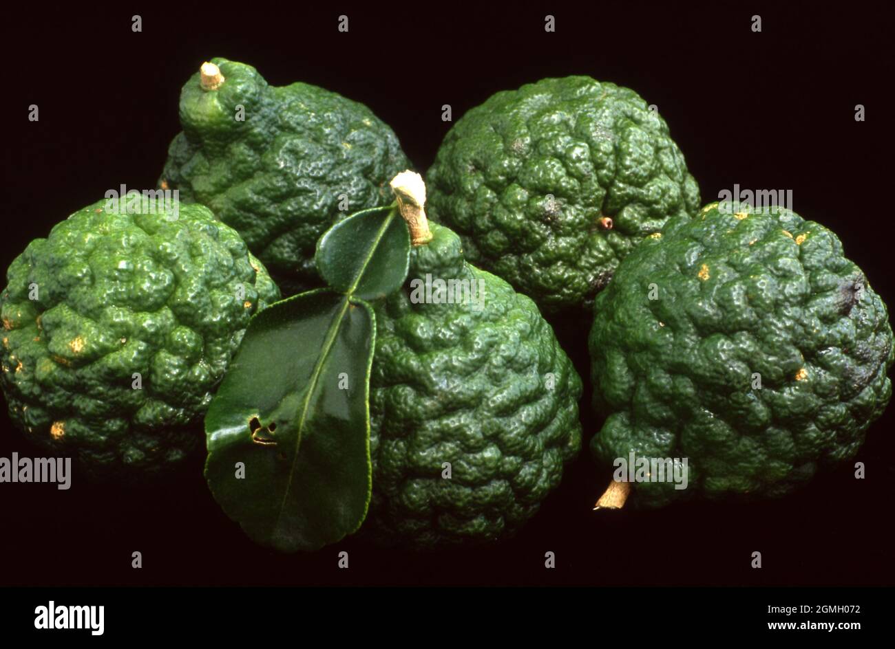 KAFFIR LIMES (CITRUS HYSTRIX) ALSO KNOWN AS MAKRUT OR THAI LIMES OR ...