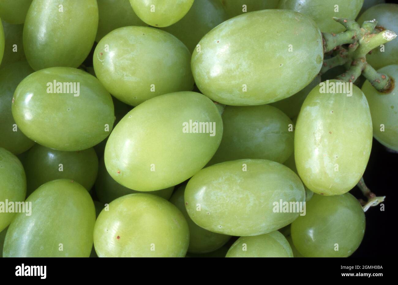 Grapes fresh berries hi-res stock photography and images - Alamy
