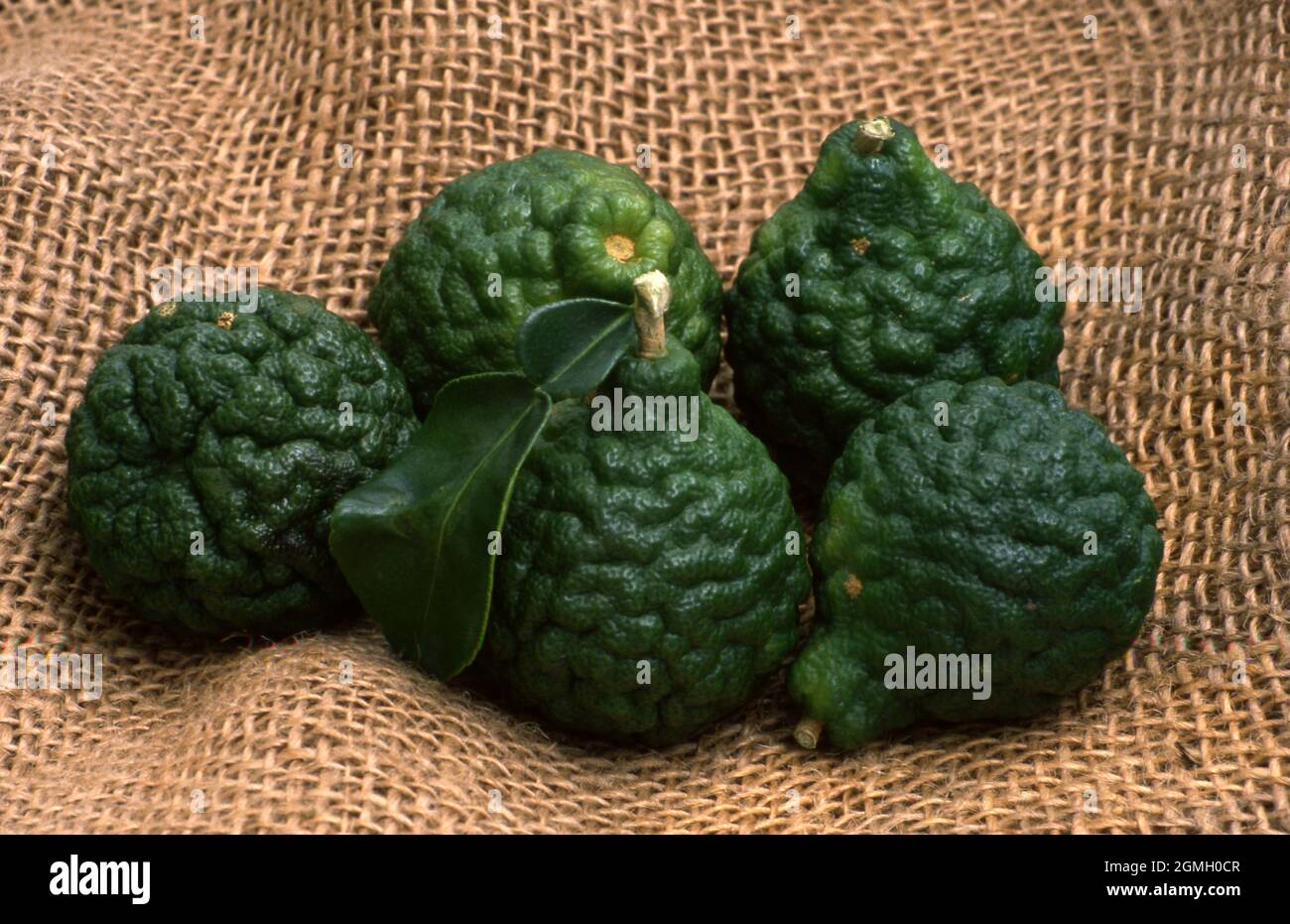 KAFFIR LIMES (CITRUS HYSTRIX) ALSO KNOWN AS MAKRUT OR THAI LIMES OR ...