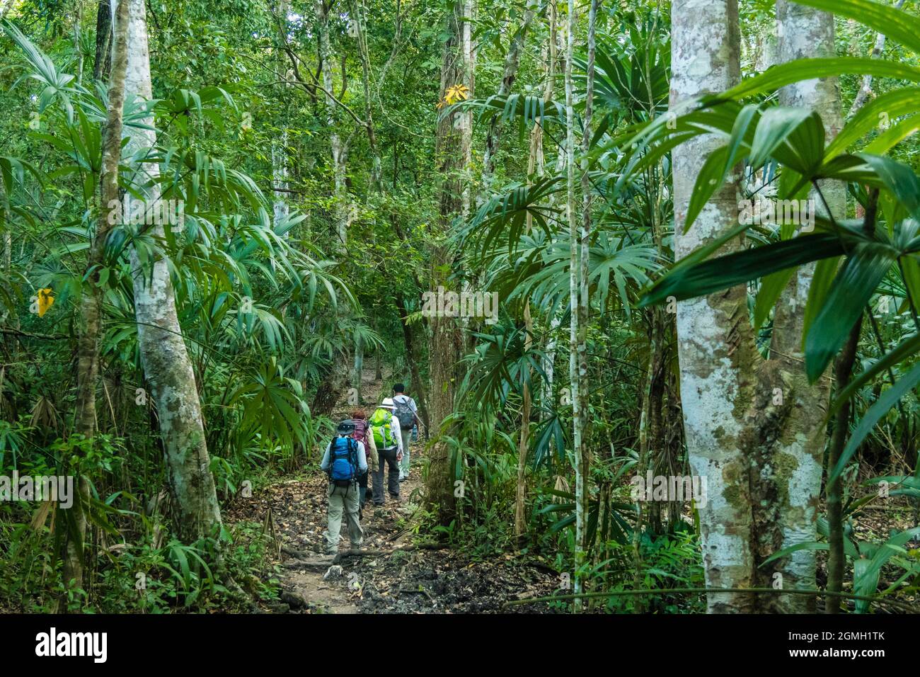 Tintal hi-res stock photography and images - Alamy