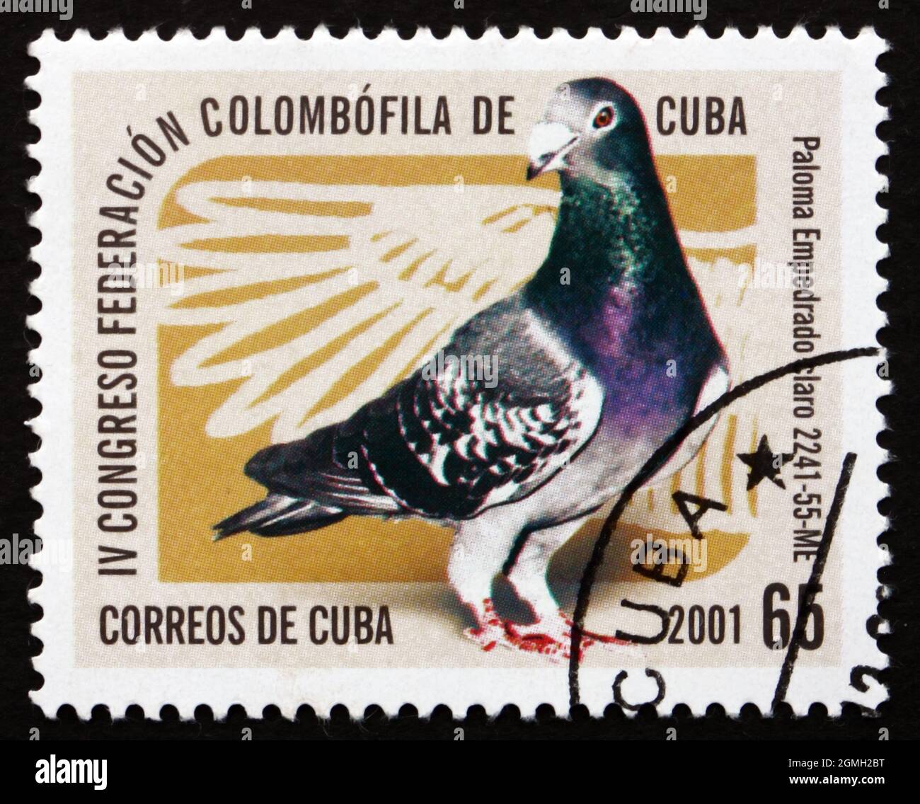 CUBA - CIRCA 1997: a stamp printed in the Cuba shows Pigeon, Empedrado ...