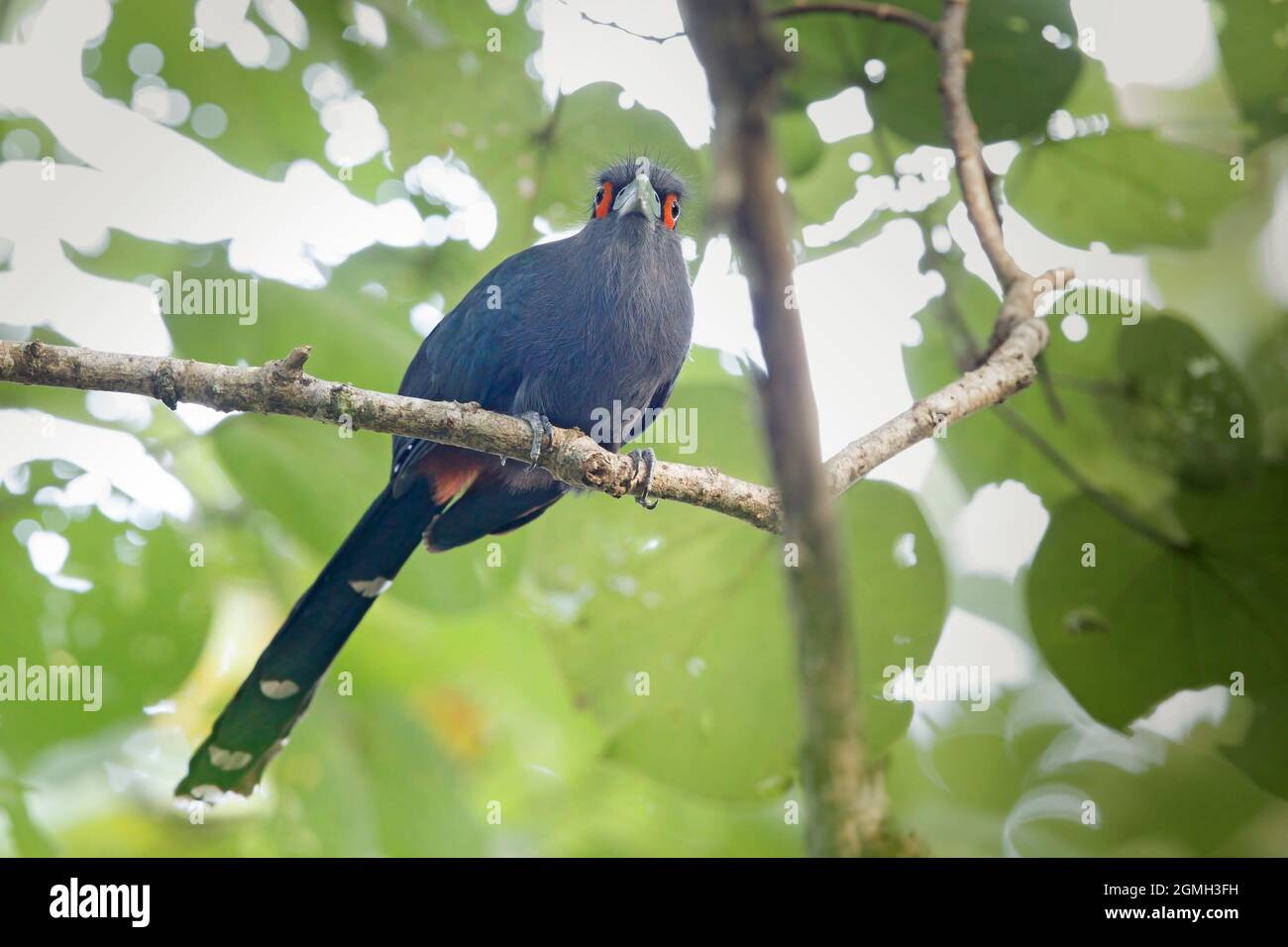 Chestnut-bellied Malkoha, Bako National Park, Sarawak, Malaysia, August ...
