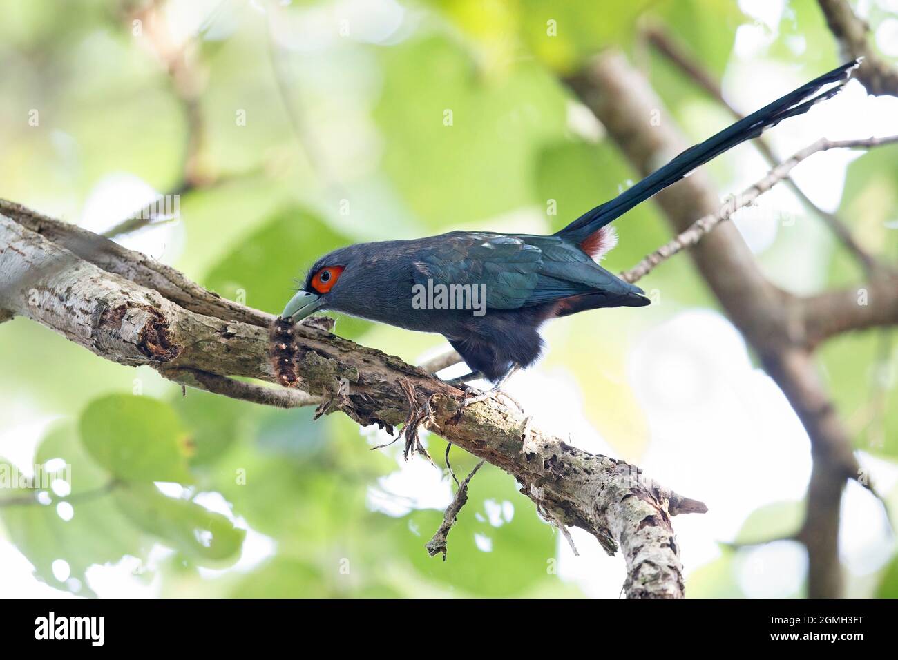 Chestnut bellied malkoha hi-res stock photography and images - Alamy