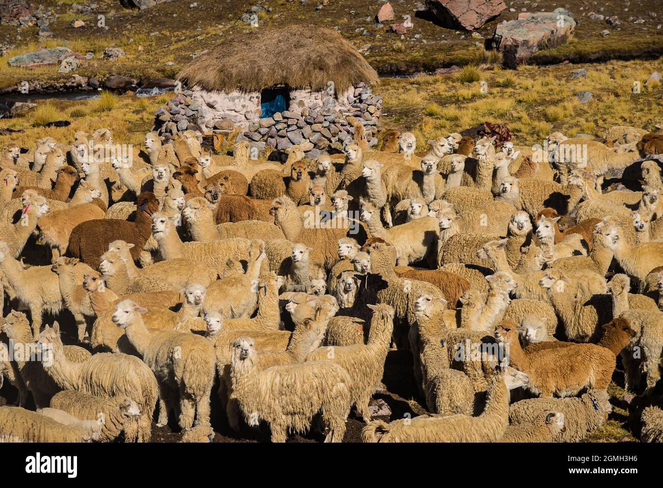 Lamas Peru High Resolution Stock Photography and Images - Alamy