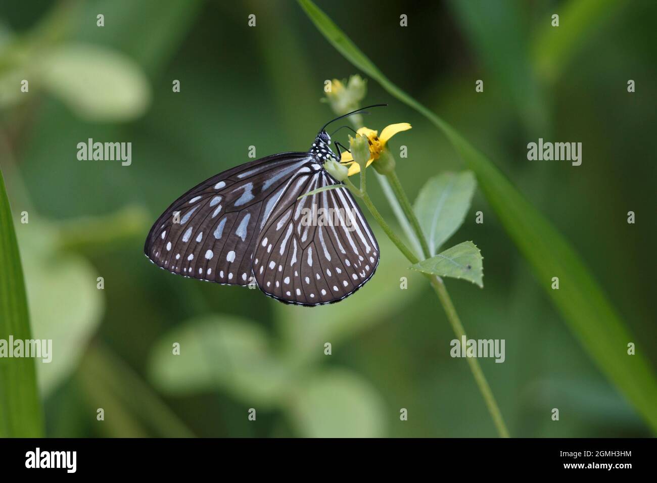 Parantica agleoides, Bako National Park, Sarawak, Malaysia, August 2015 ...