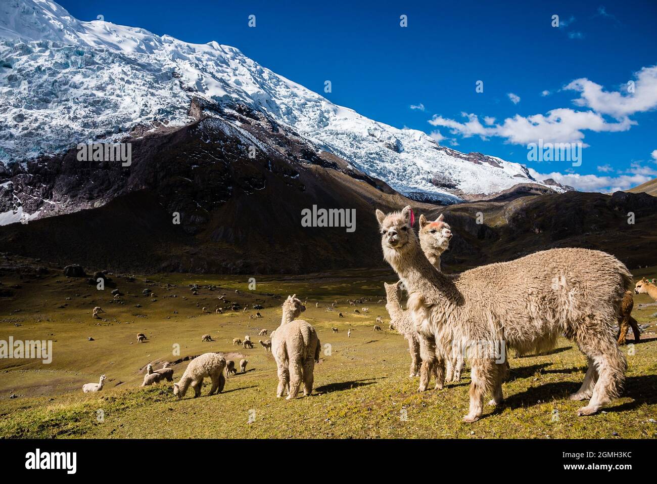 Arapa hi-res stock photography and images - Alamy