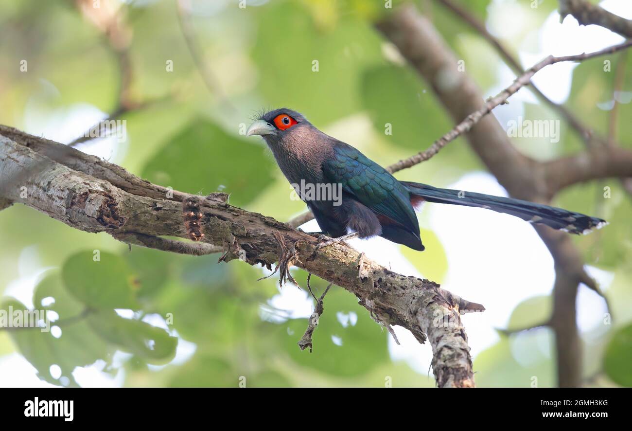 Chestnut bellied malkoha hi-res stock photography and images - Alamy