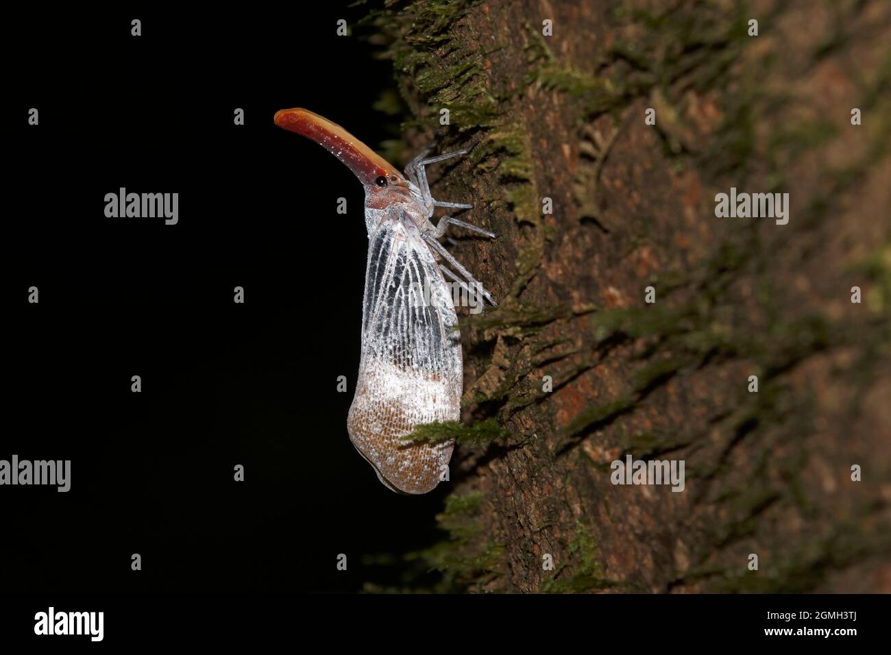 Pyrops sultana, Mulu National Park, Sarawak, Malaysia, August 2015 ...